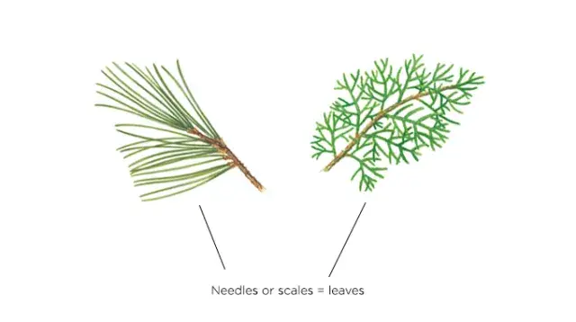 The main characteristics of conifers | Klorane Botanical Foundation